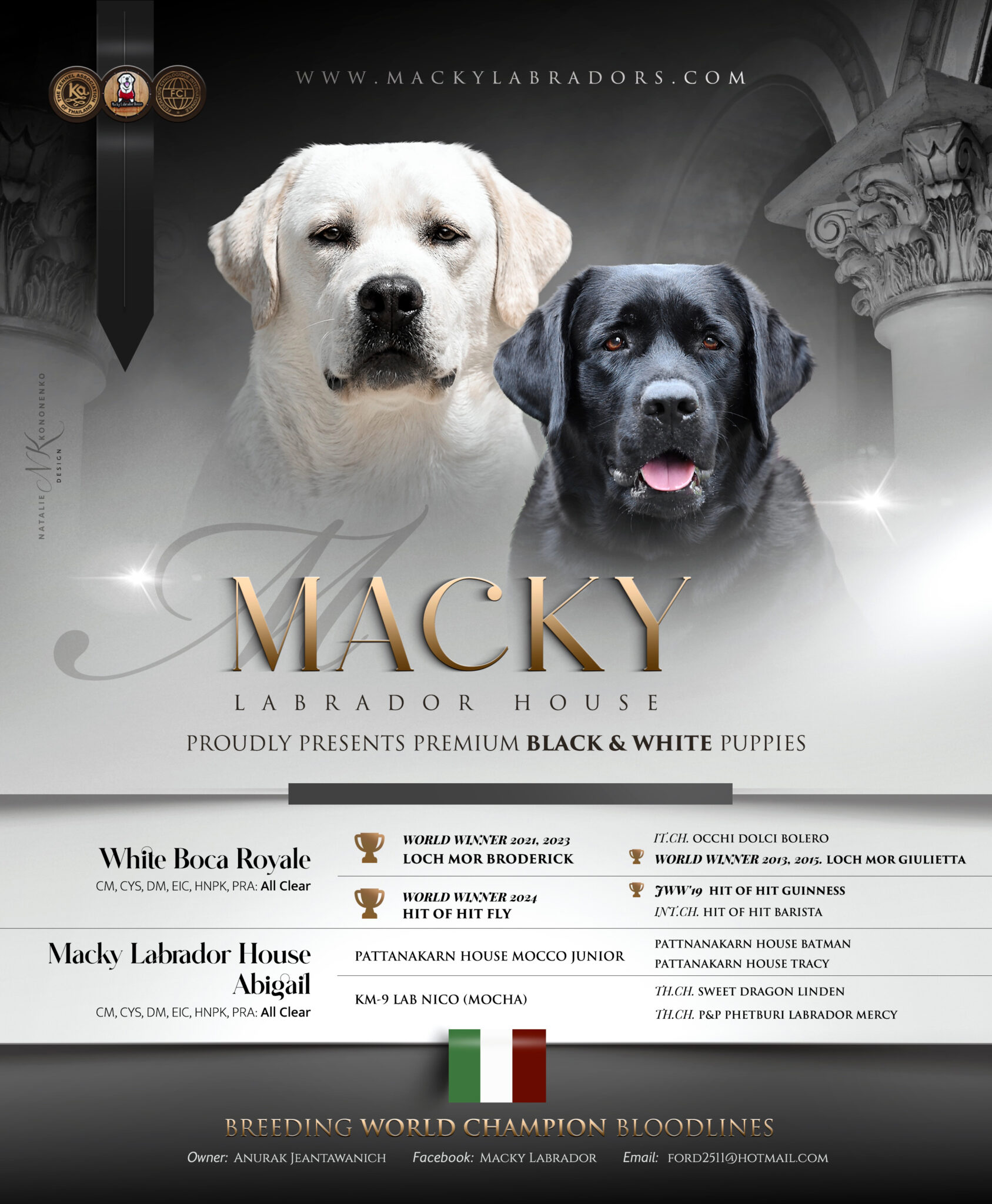 Premium Labrador Puppies Roy & Abigail (Thai-English version ...